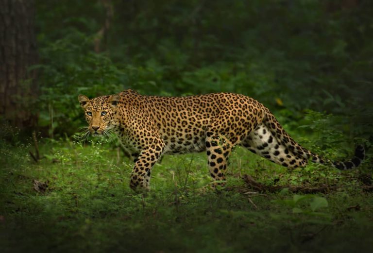 Animaux en Inde, où observer les animaux sauvages