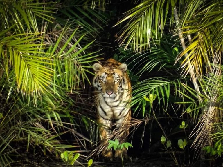 Animaux en Inde, où observer les animaux sauvages