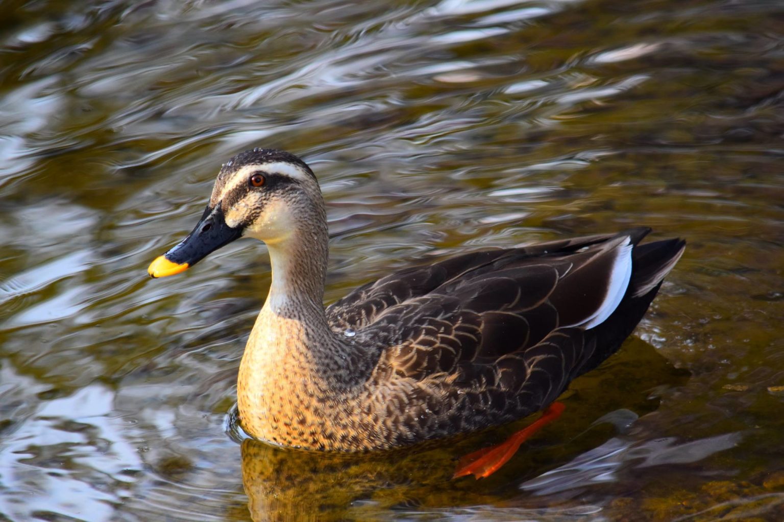 Canards sauvages, oies et grebès de l'Inde